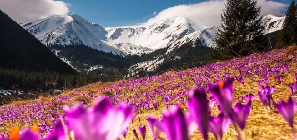 Spring in Poland - Everything You Need to Know | Key To Poland
